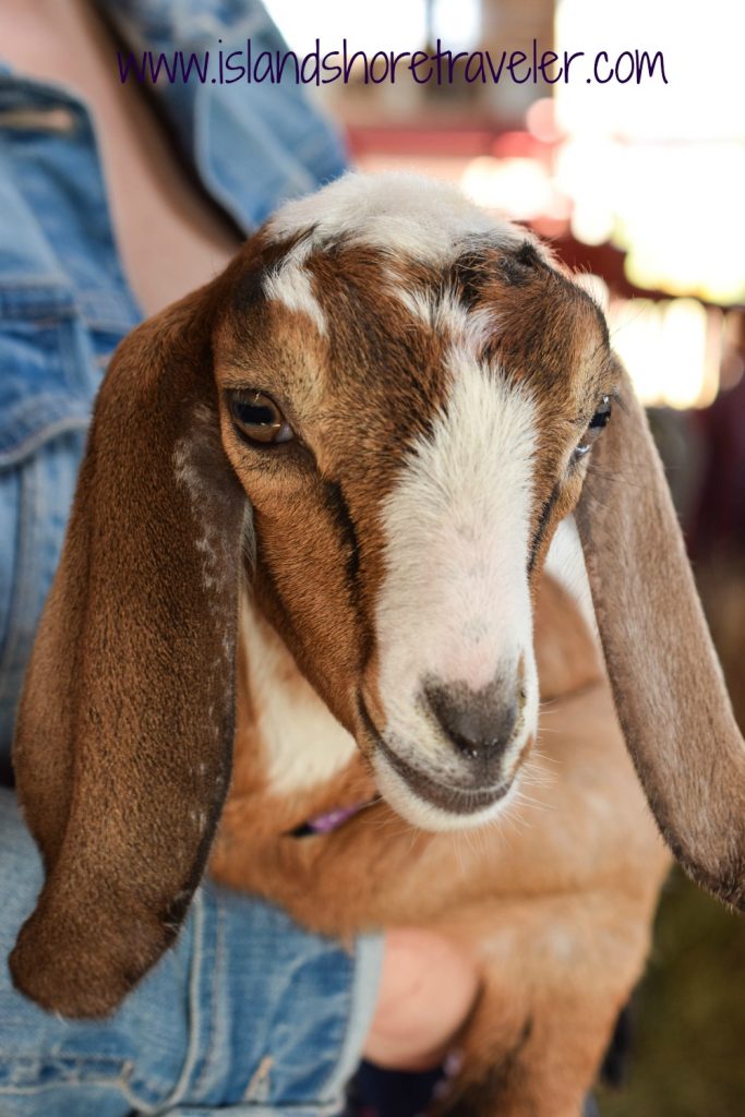 Visiting the Goats at PEI's Island Hill Farm - Island Shore Traveler